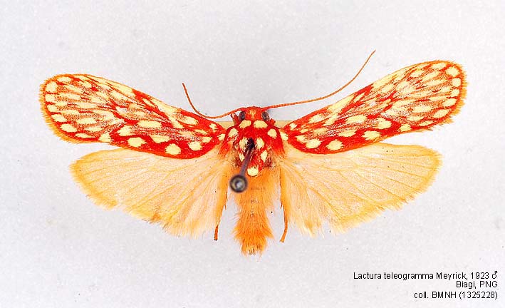 Papua Insects Foundation (Lepidoptera/Lacturidae)